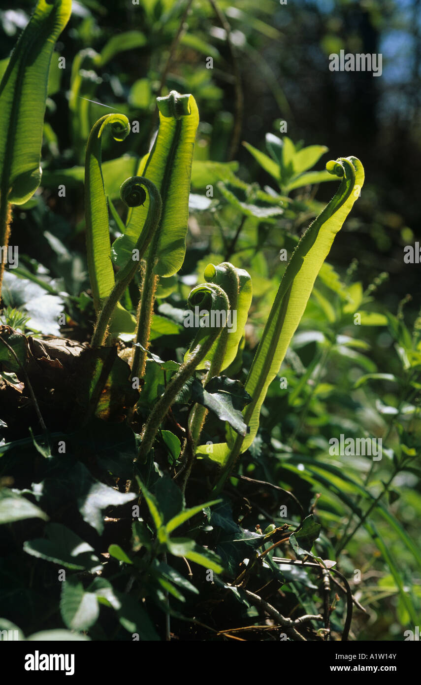 Harts tongue fern Asplenium scolopendrium young leaves uncurling in ...
