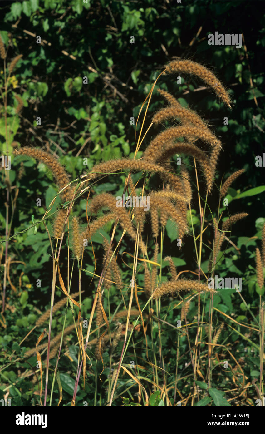 Burgrass Mossmon rivergrass Cenchrus echinatus seeding grasses Thailand ...