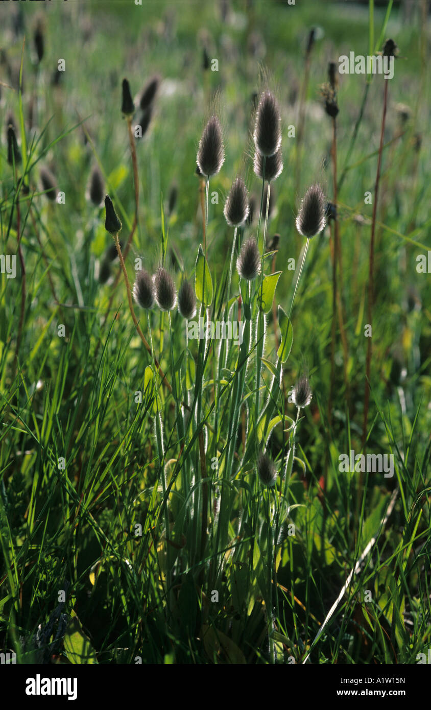 Harestail grass hi-res stock photography and images - Alamy