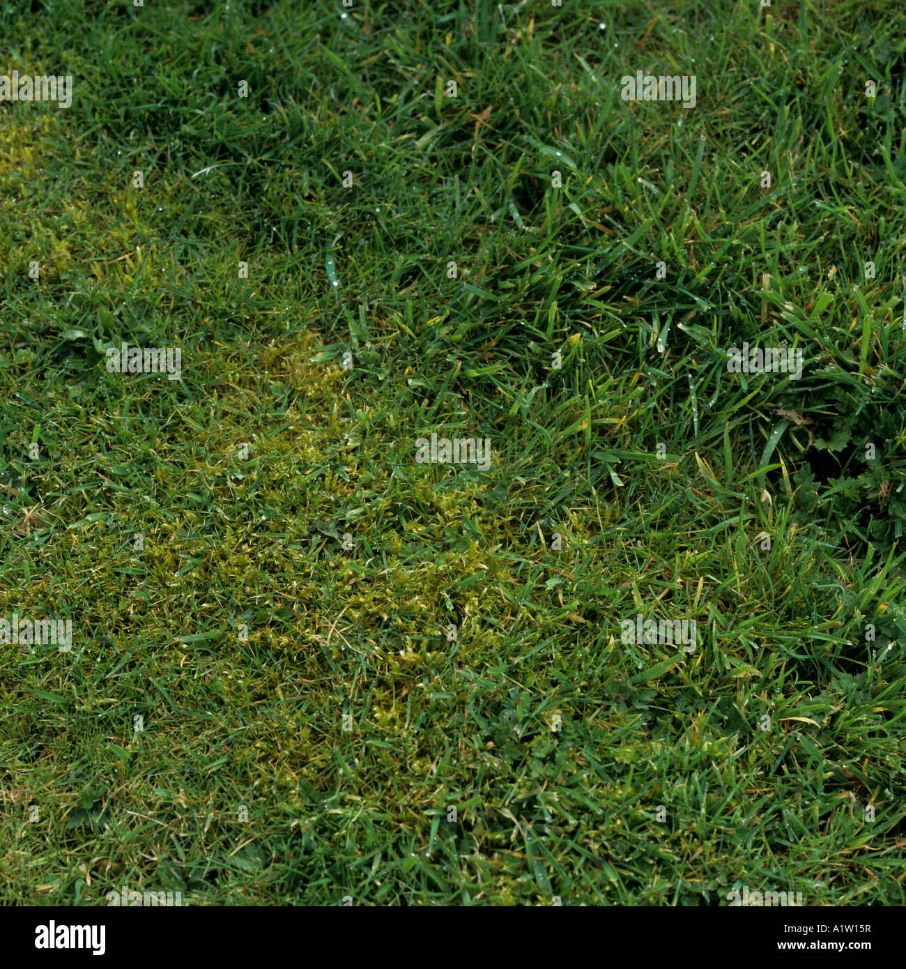 Severe moss infestation in garden lawn Stock Photo - Alamy