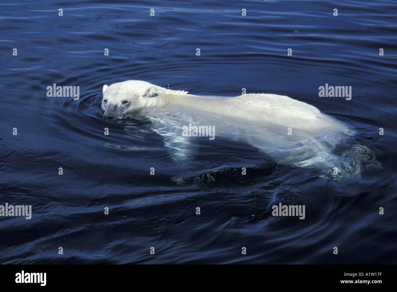 Polar Bear ursus maritimus swimming in crystal clear blue sub arctic ...