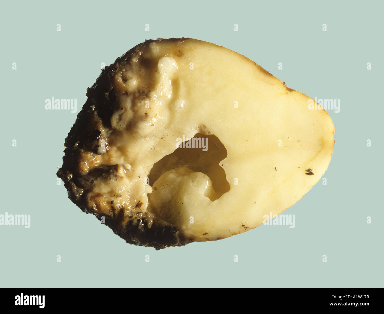 Bacterial soft rot or blackleg (Pectobacterium carotovorum) infected ...