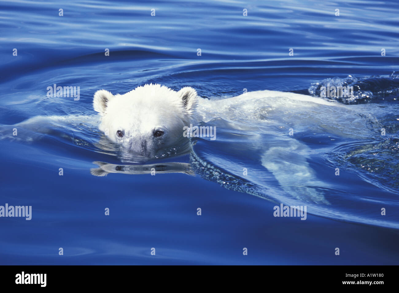 Polar Bear ursus maritimus swimming in crystal clear blue sub arctic ...