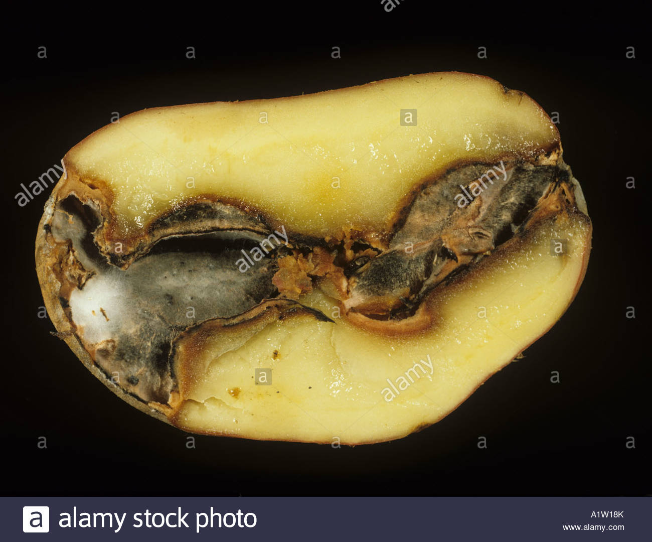 Phoma Stock Photos & Phoma Stock Images - Alamy