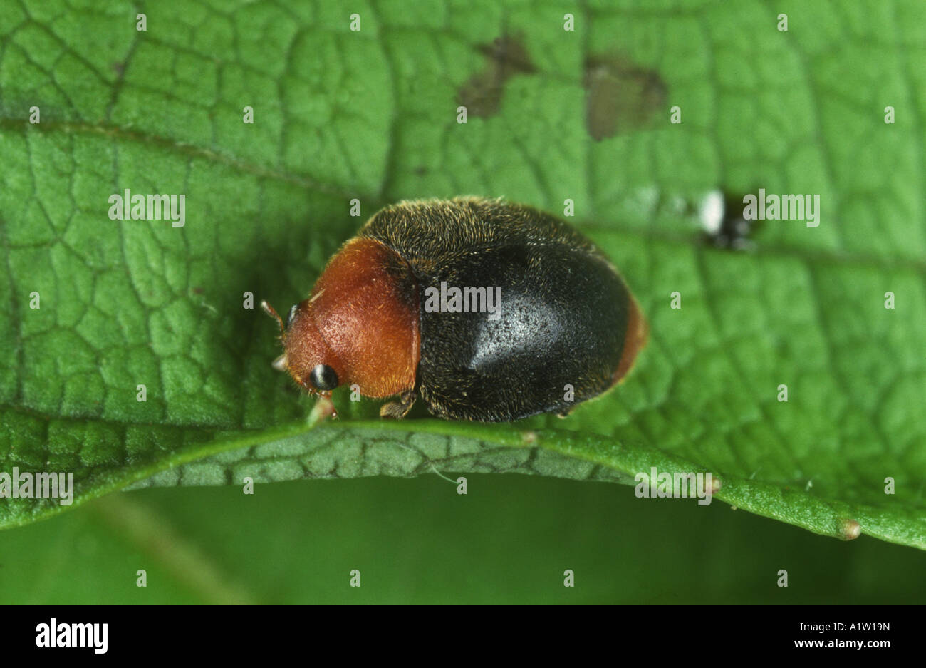Australian ladybird Cryptolaemus montrouzieri adult mealybug predator ...