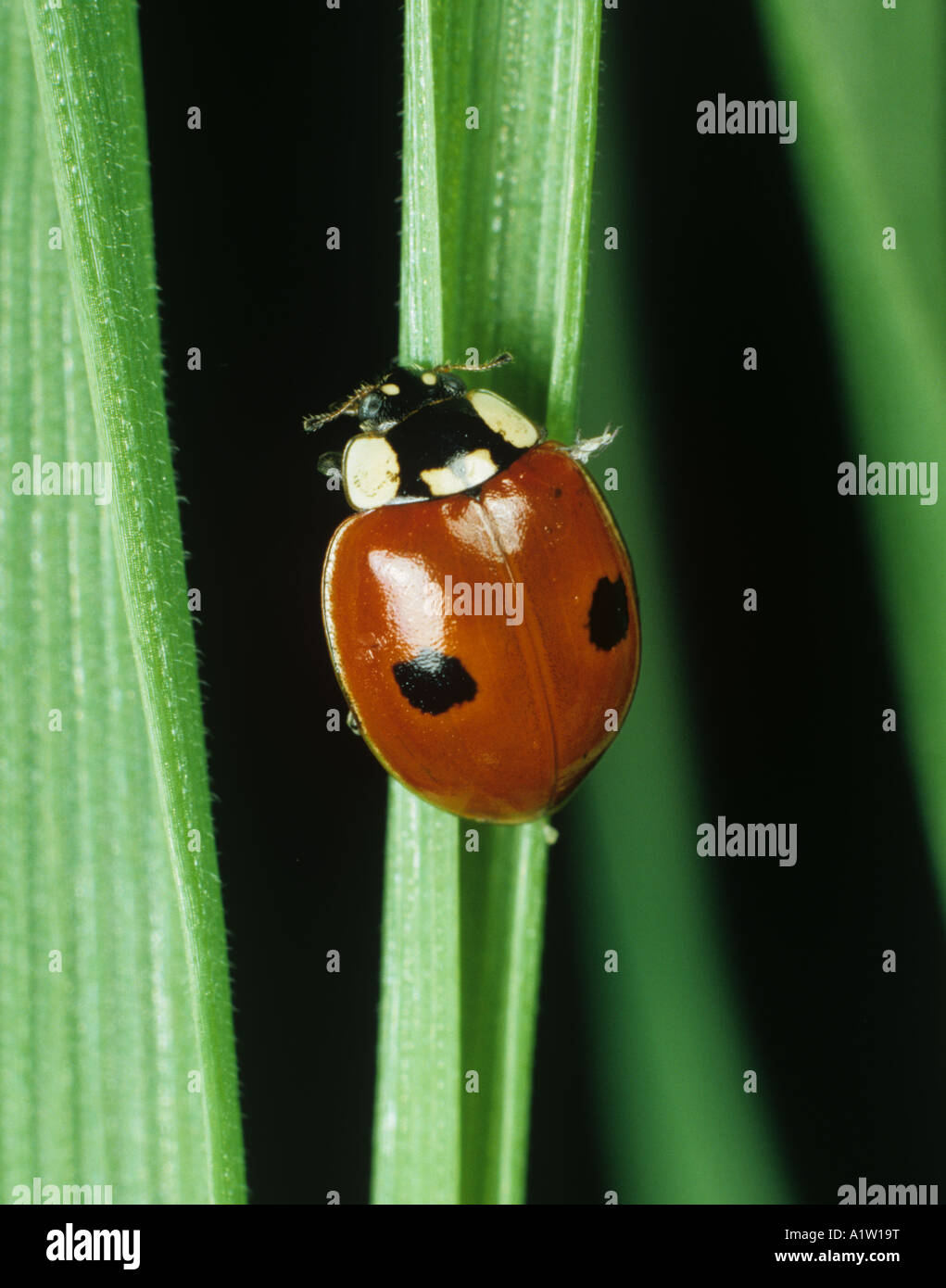 Two spot ladybird Adalia bipunctata adult aphid predator on a cereal ...