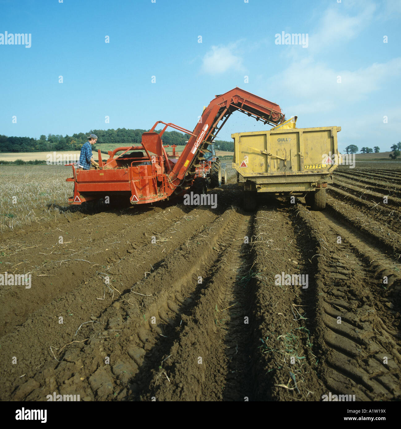 Grimme elevator harvesting potato crop with dessicated haulm Somerset ...
