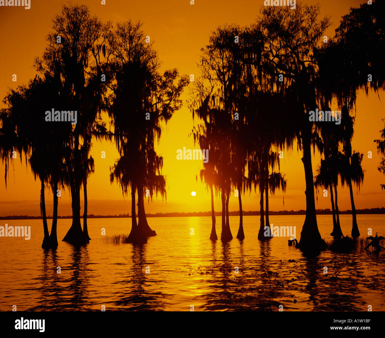 Cypress trees florida hi-res stock photography and images - Alamy