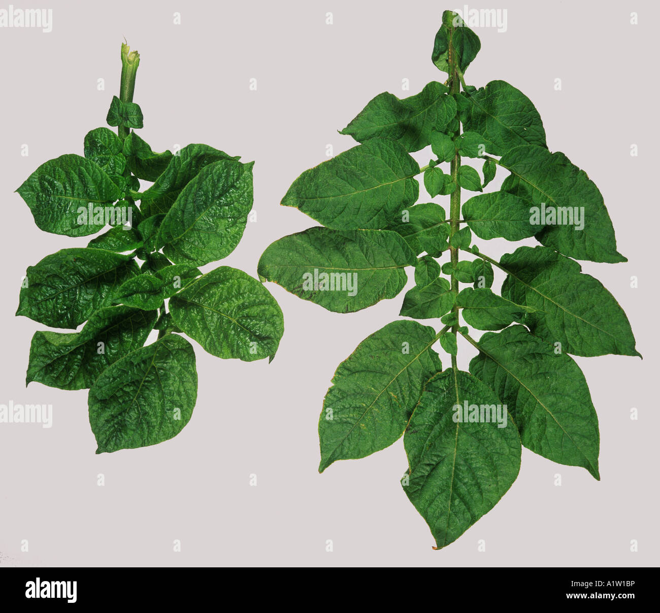 Potato virus y comparison of severe mild symptoms on two potato leaves ...