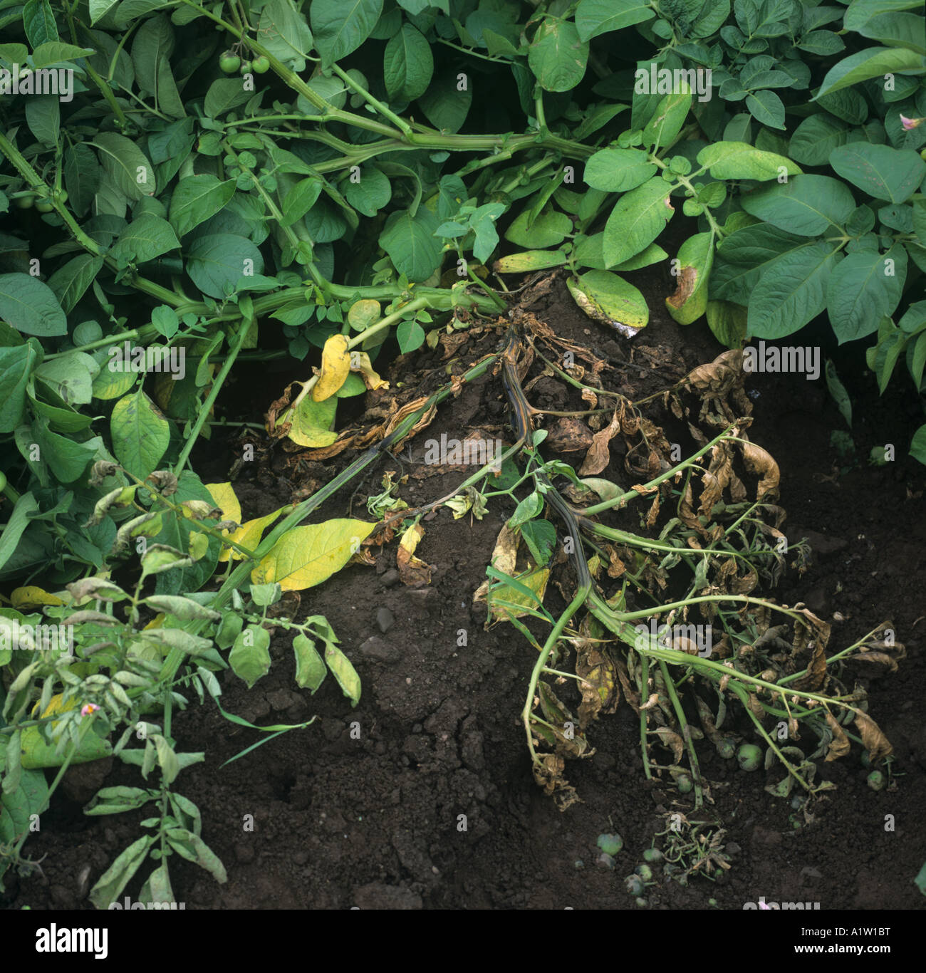 Blackleg (Pectobacterium carotovorum subsp atroseptica) infected and ...