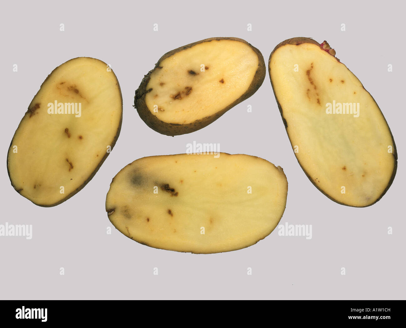 Calcium deficiency causing internal rust spot shown in potato tuber ...