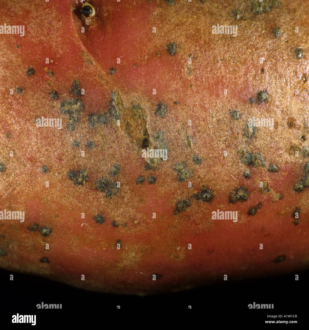 Skin spot Polyscytalum pustulans skin spot lesions on the surface of a ...