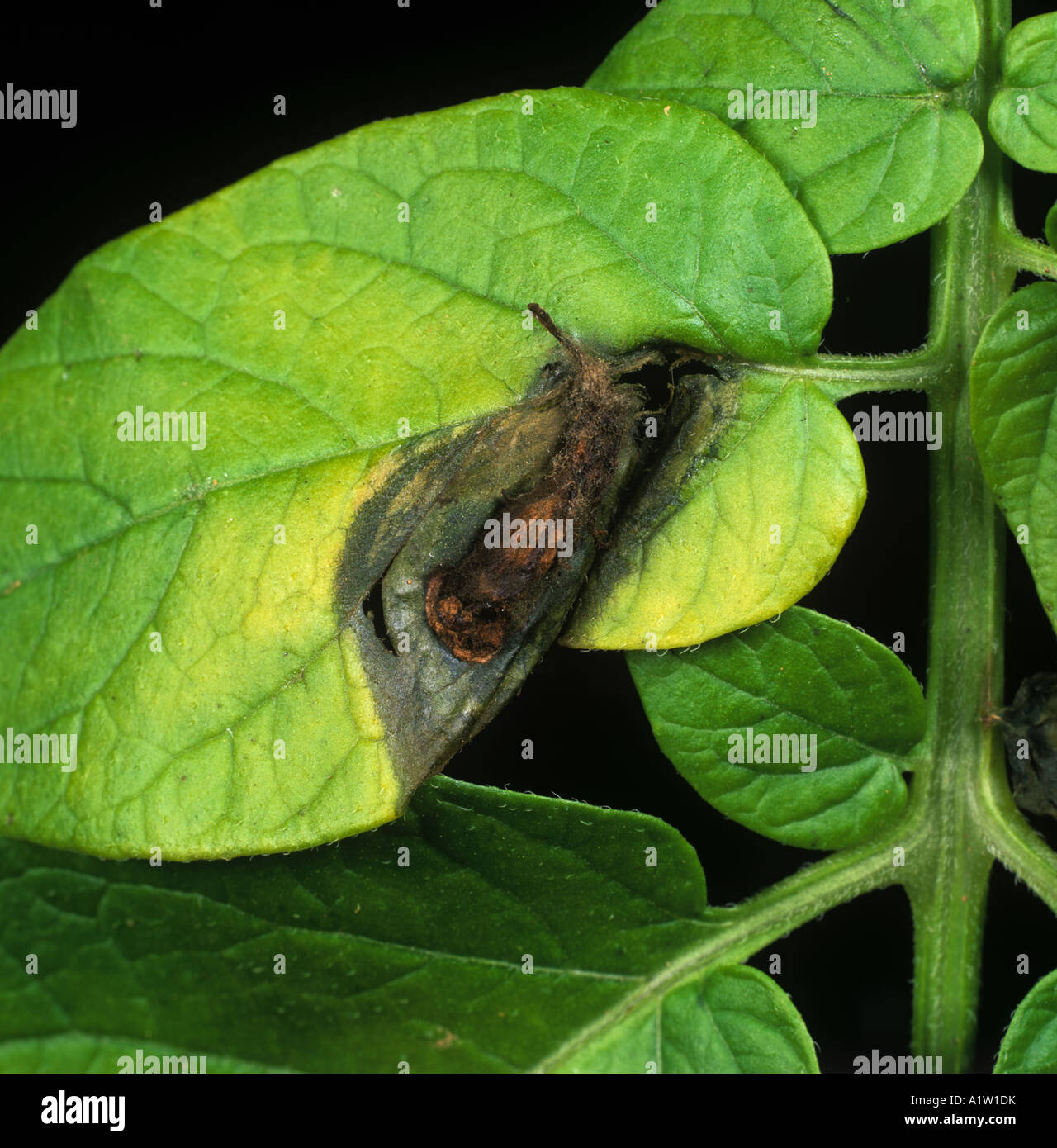 Grey mould Botrytis cinerea forming aroung a fallen petal on a potato ...
