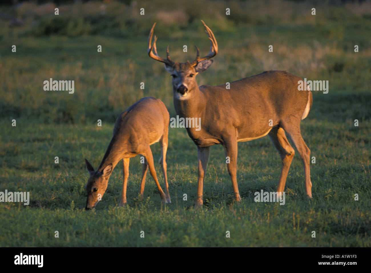 White Tailed Deer Doe And Buck