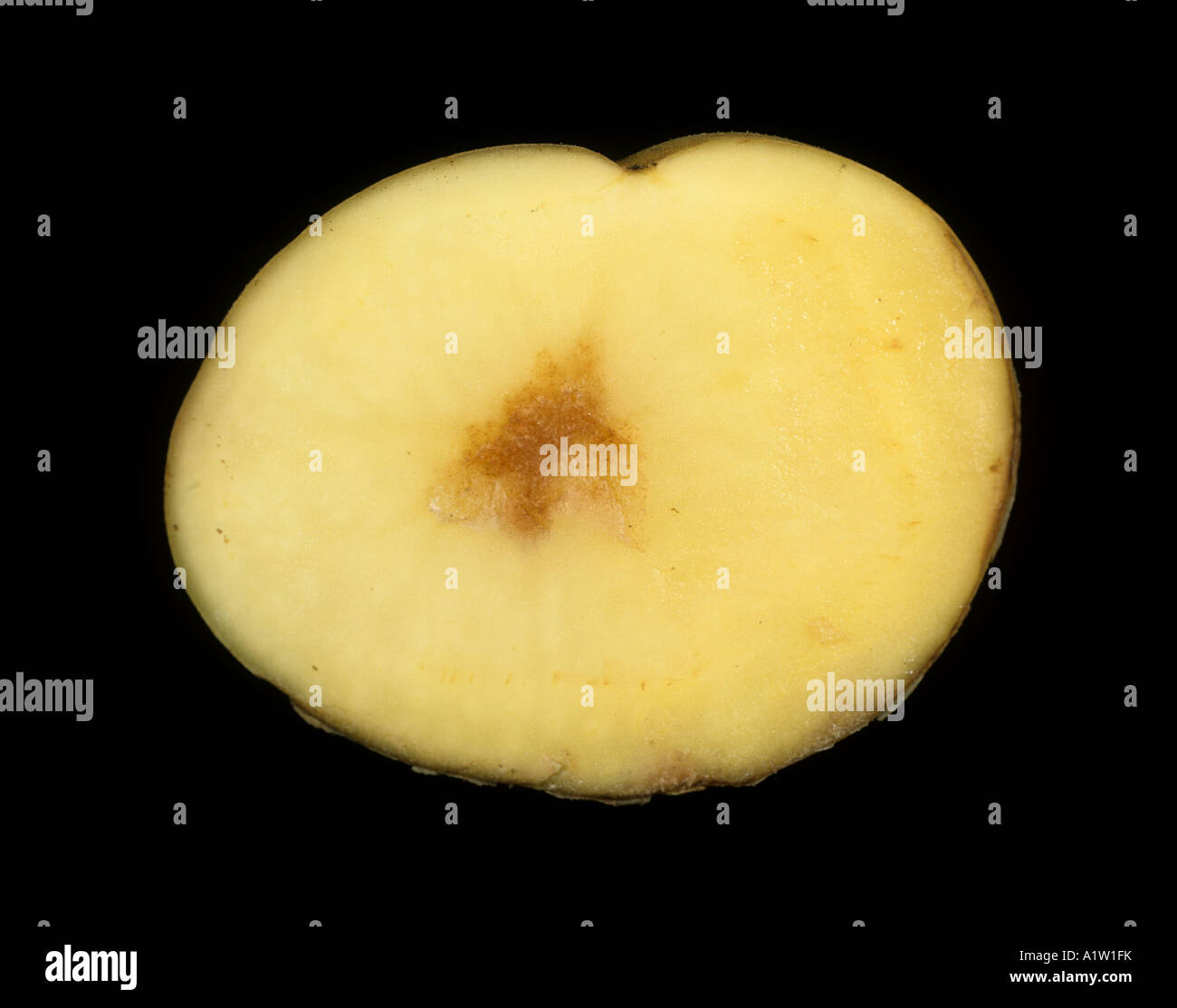 Internal browning in a potato tuber section early stages of hollow ...