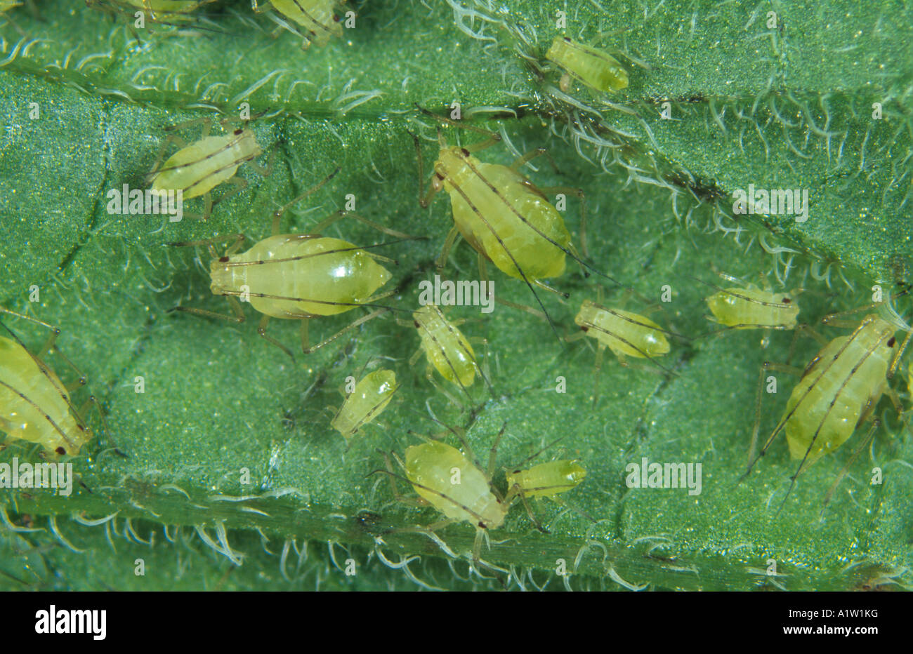 Glasshouse potato aphid (Aulacorthum solani) wingless females and ...