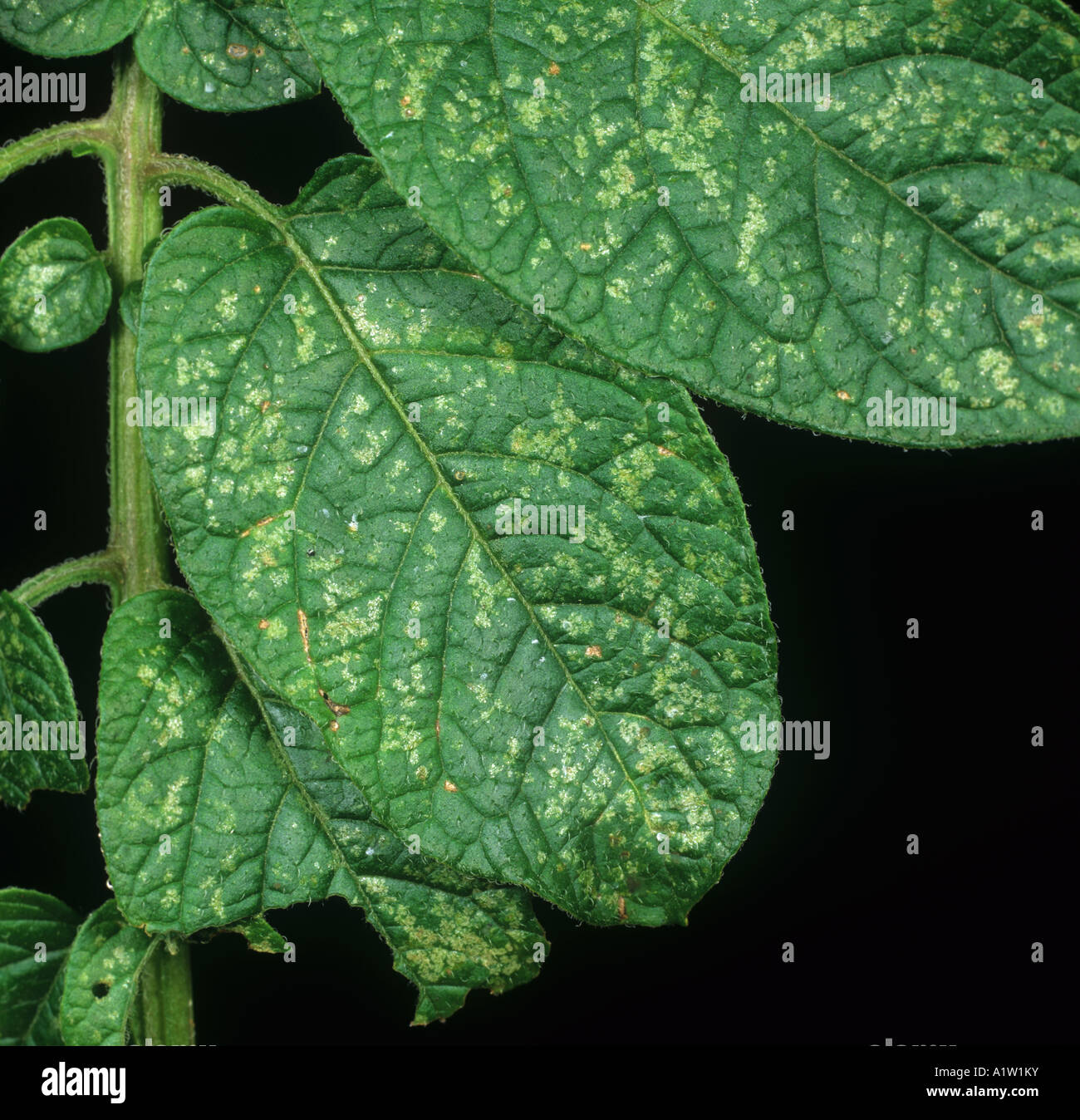 Leafhopper damage leaf hi-res stock photography and images - Alamy