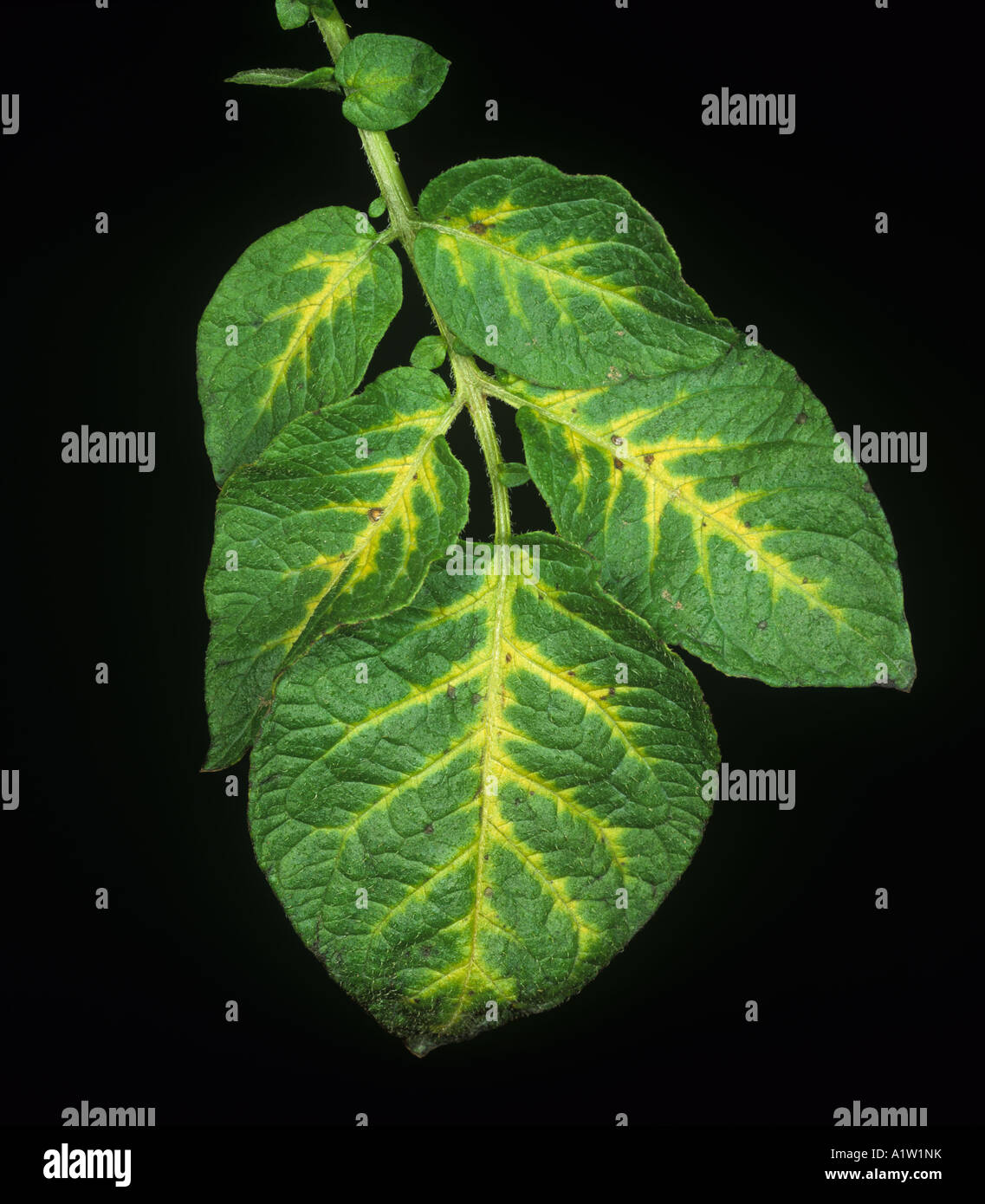 Veinal leaf chlorosis caused by an overdose of metribuzin to a ...