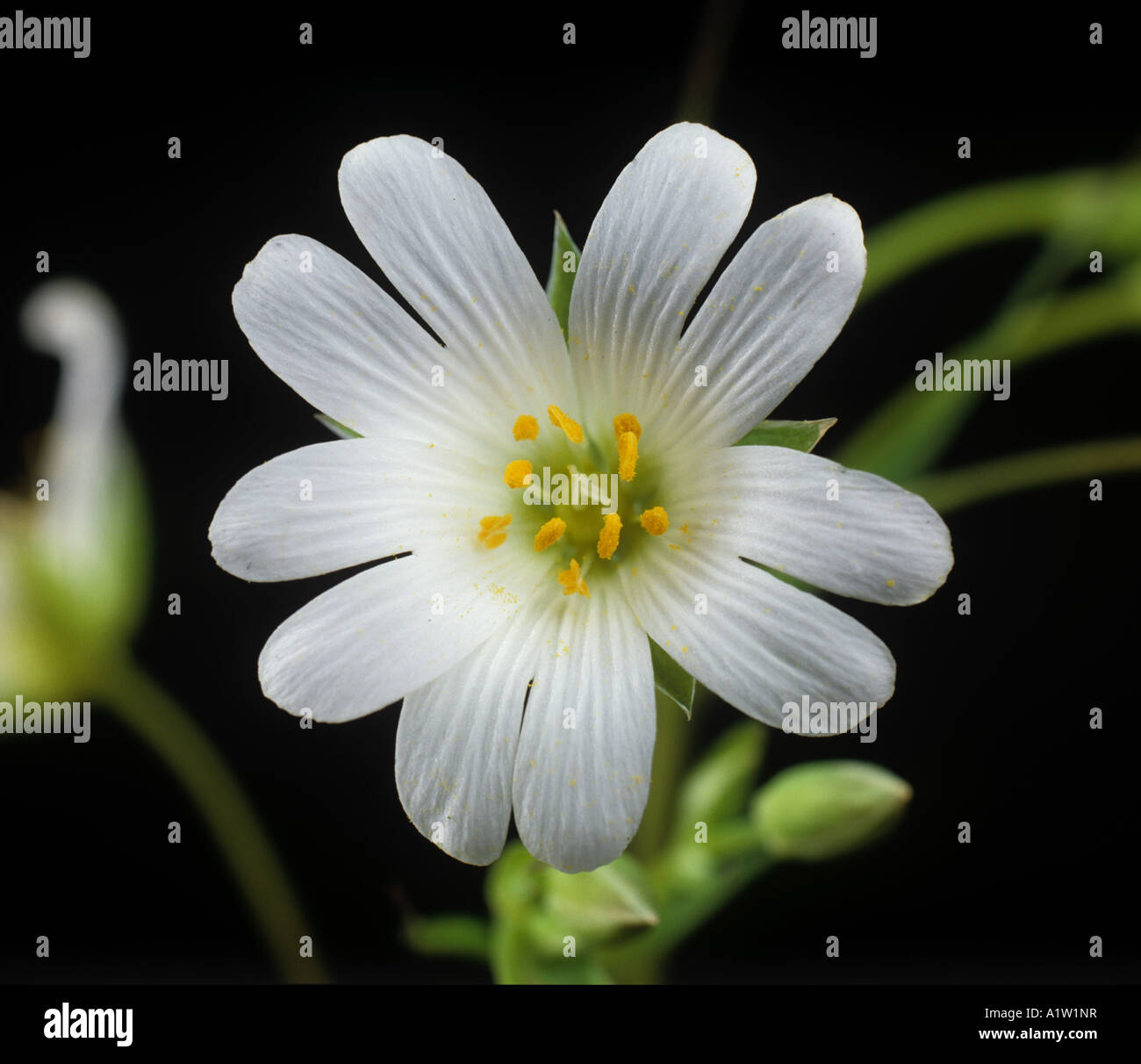 Greater stitchwort Stellaria holostea flower Stock Photo - Alamy