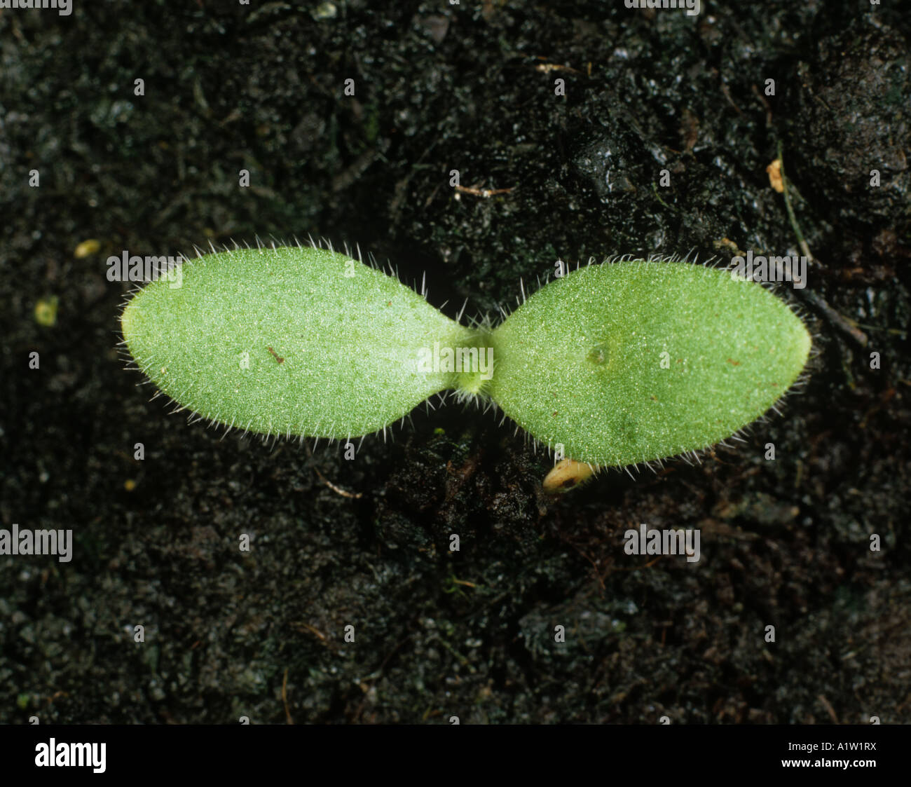 Vipers bugloss Echium vulgare seedling cotyledons Stock Photo - Alamy