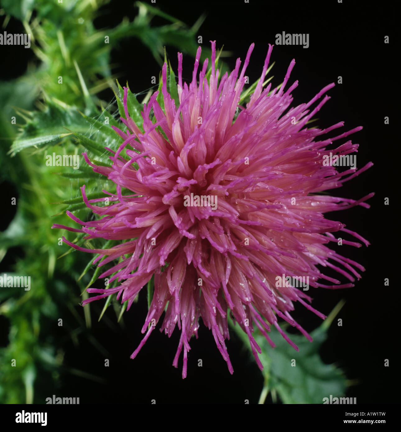Welted thistle Carduus acanthoides flower against a black background ...