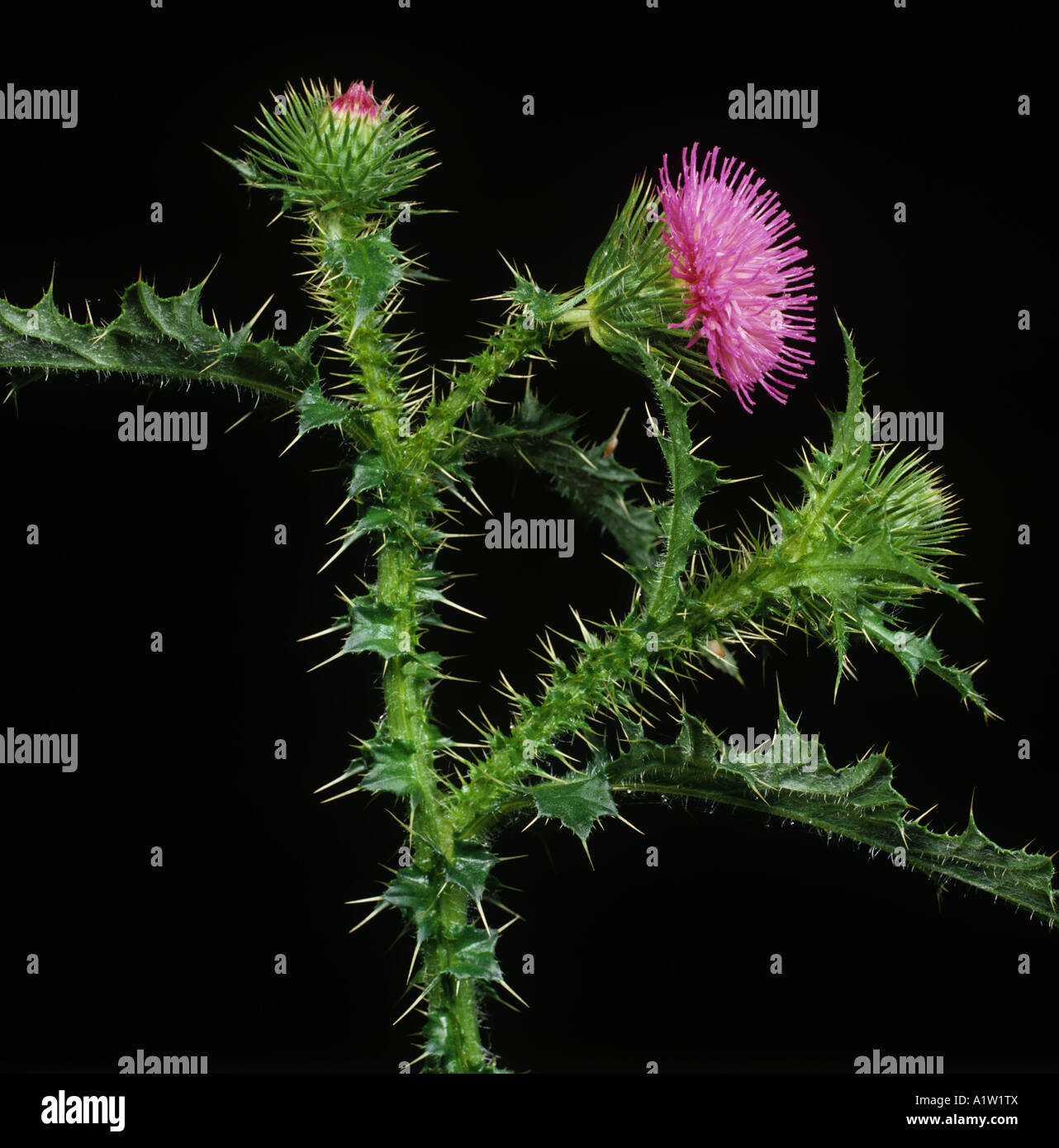 Welted thistle Carduus acanthoides flower spike Stock Photo - Alamy