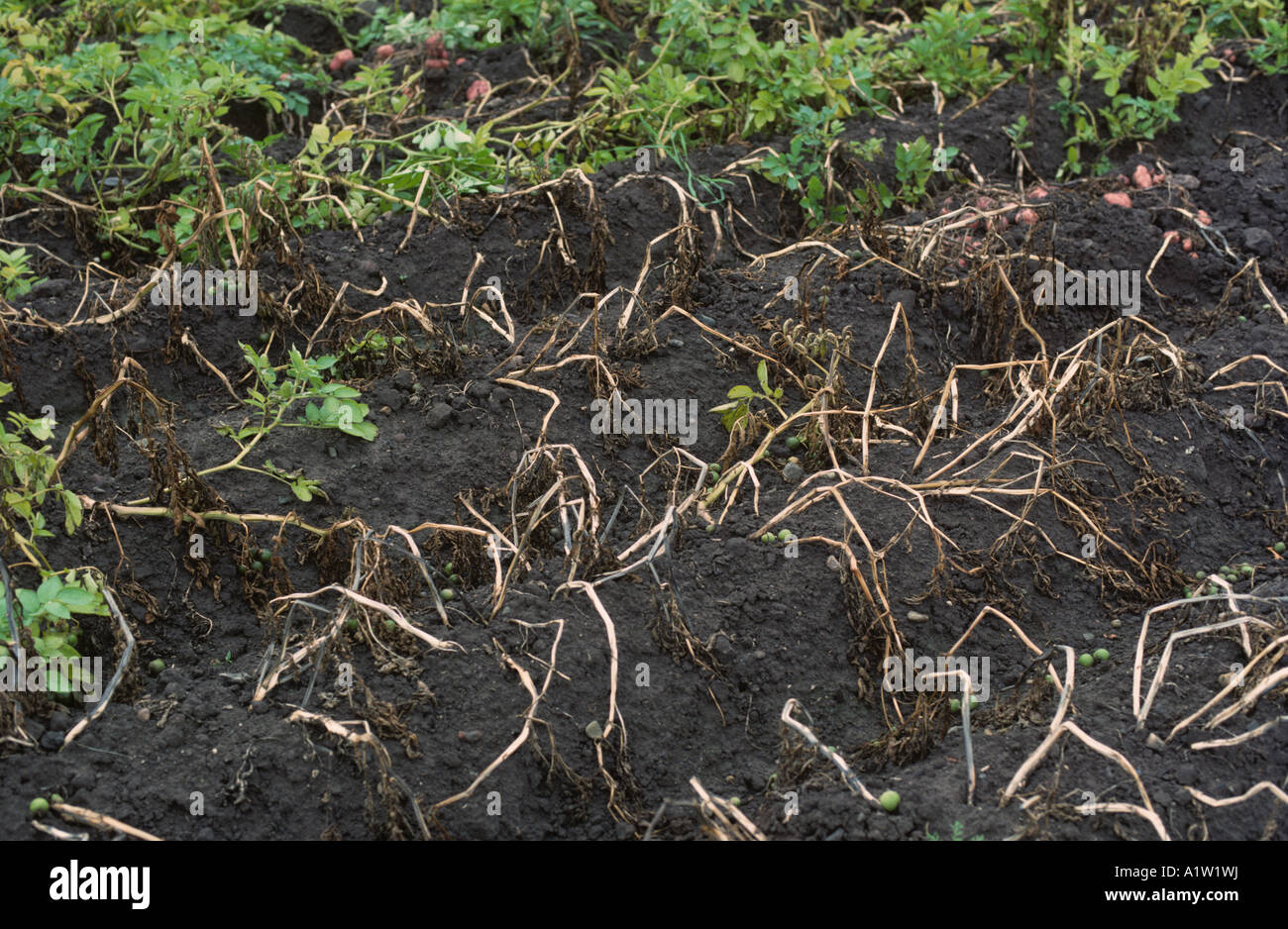 Potato cyst nematode Globodera rostochiensis severe damage to a potato ...