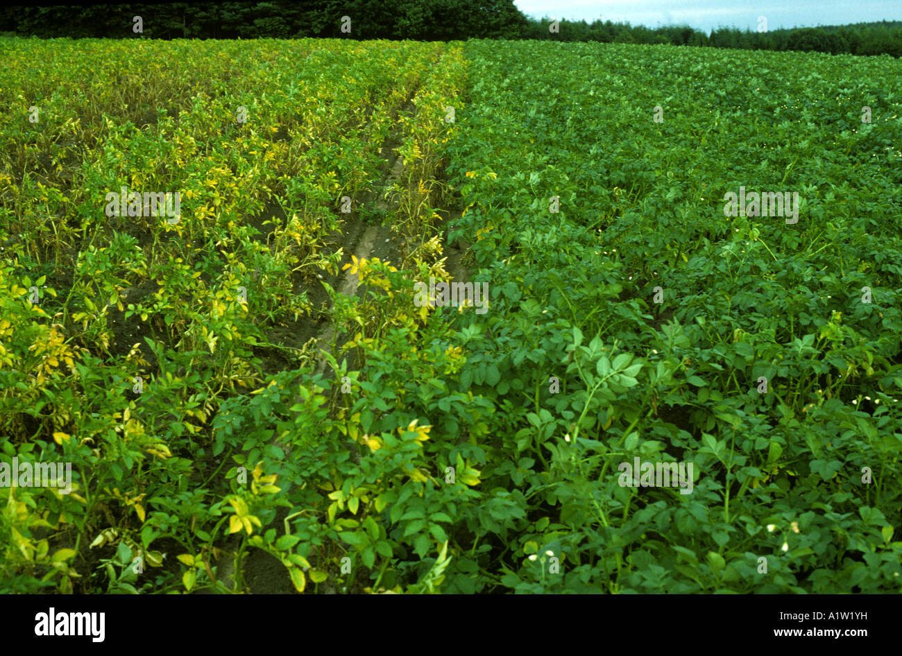 Golden potato cyst nematode Globodera rostochiensis damage to potato ...