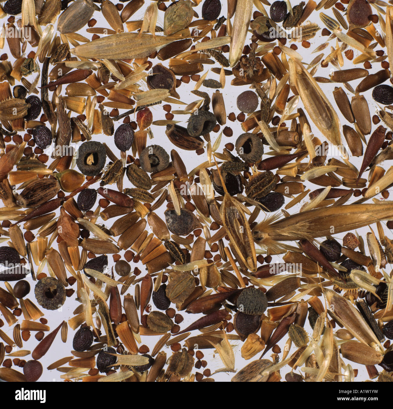 Types of weed hi-res stock photography and images - Alamy