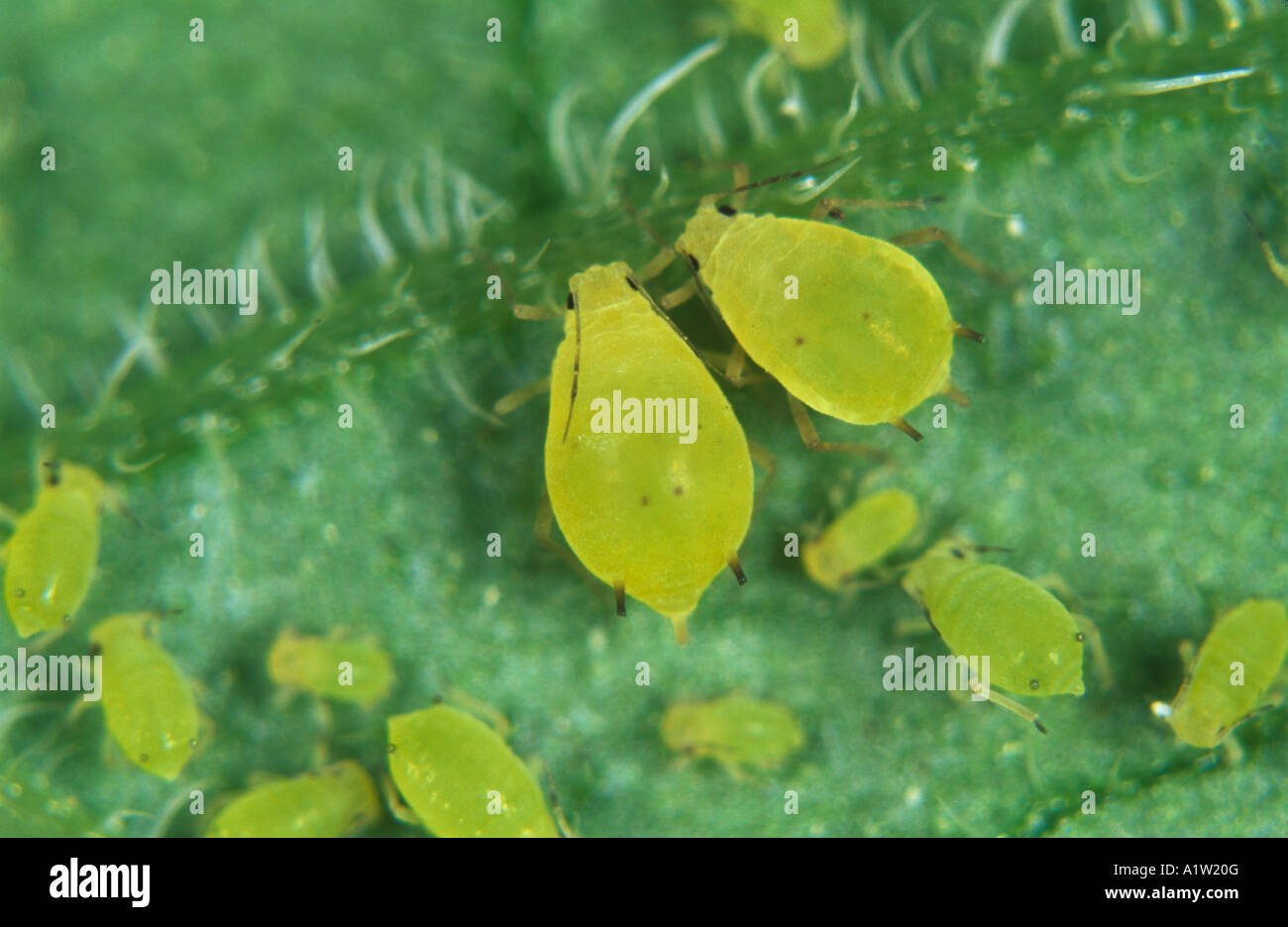 Nasturtium aphid Aphis nasturtii wingless apterous adults and juveniles ...