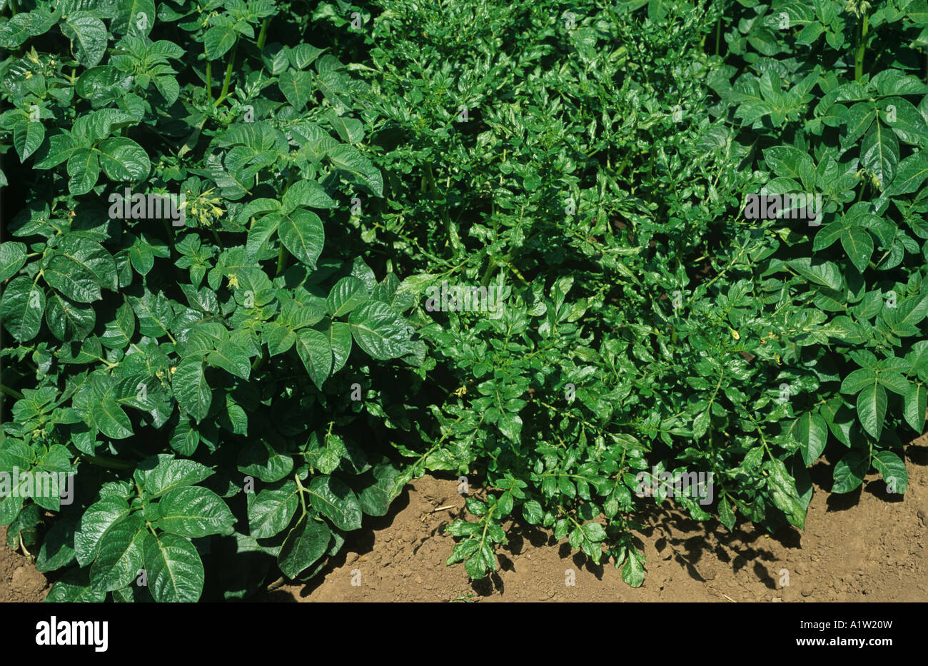 Potato crop plant off type a genetic variation Scotland Stock Photo - Alamy