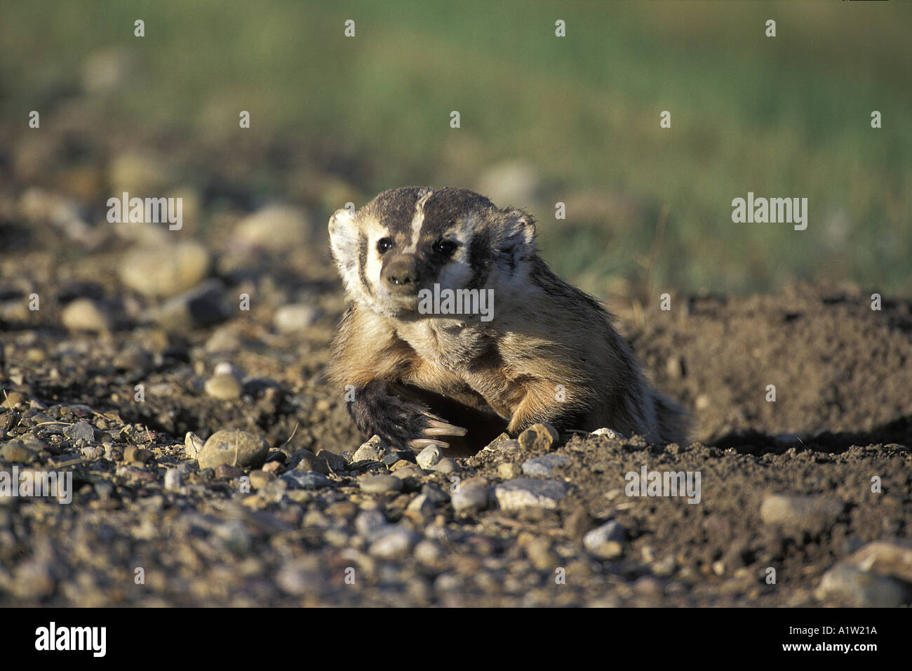 American badger hole hi-res stock photography and images - Alamy