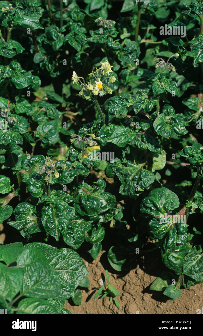 Potato crop plant off type a genetic variation Scotland Stock Photo - Alamy