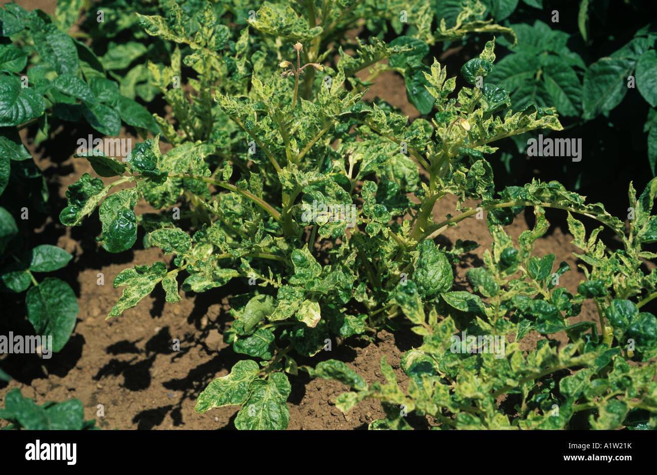 Potato crop plant off type a genetic variation Scotland Stock Photo - Alamy