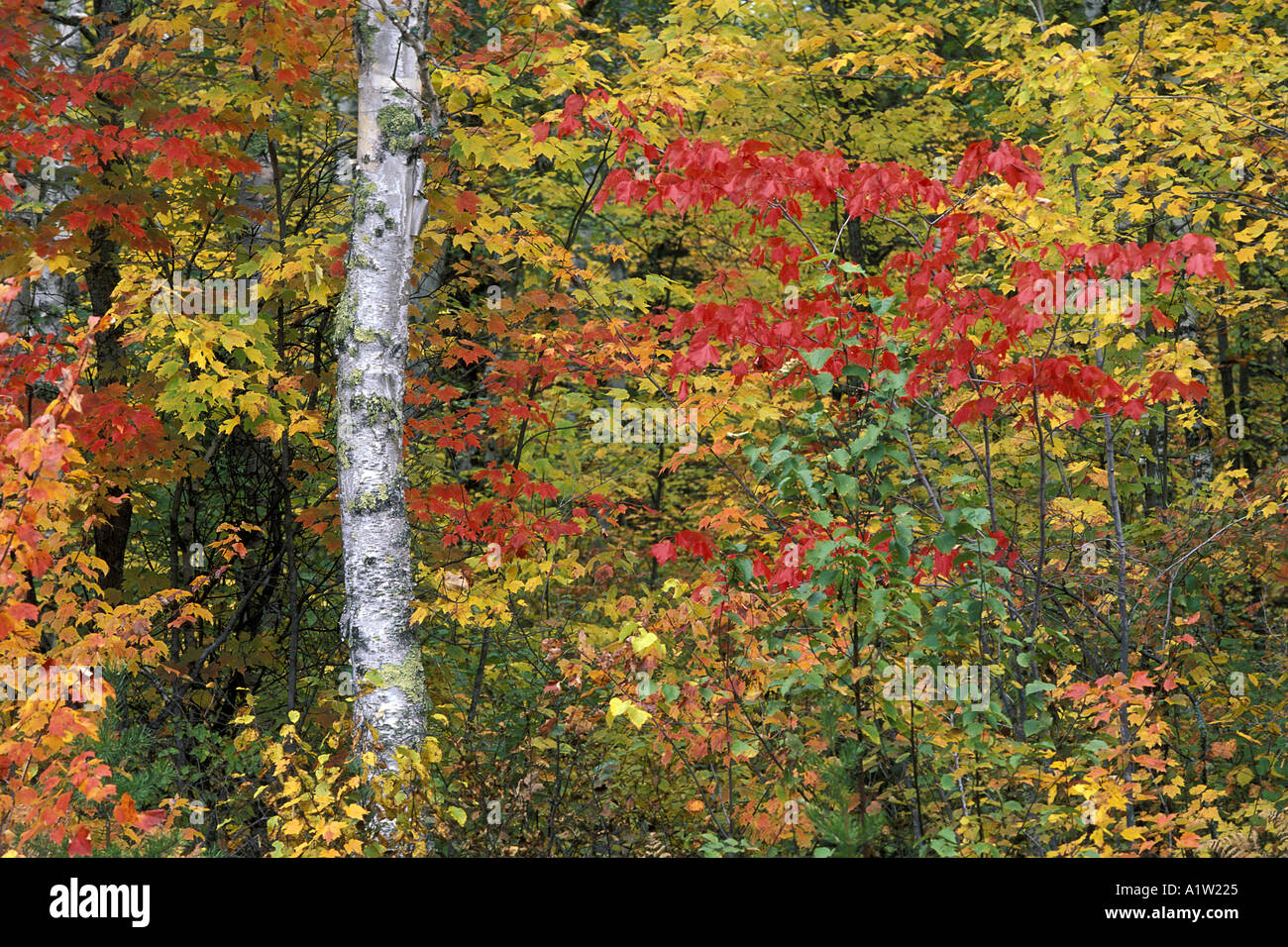 Fall colors on paper birch and red maple trees with yellow and red ...