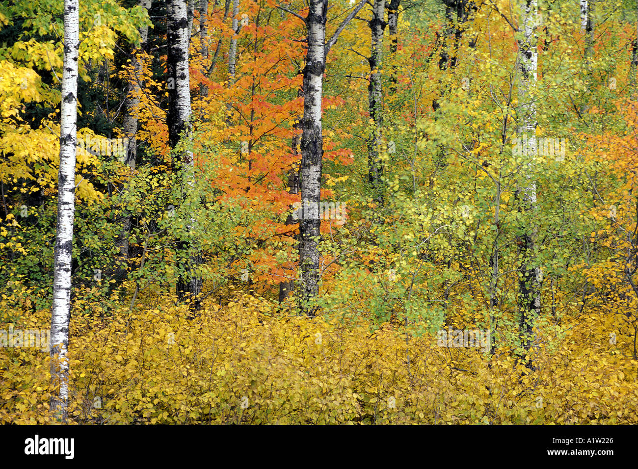 Fall colors on paper birch and red maple trees with yellow and red ...