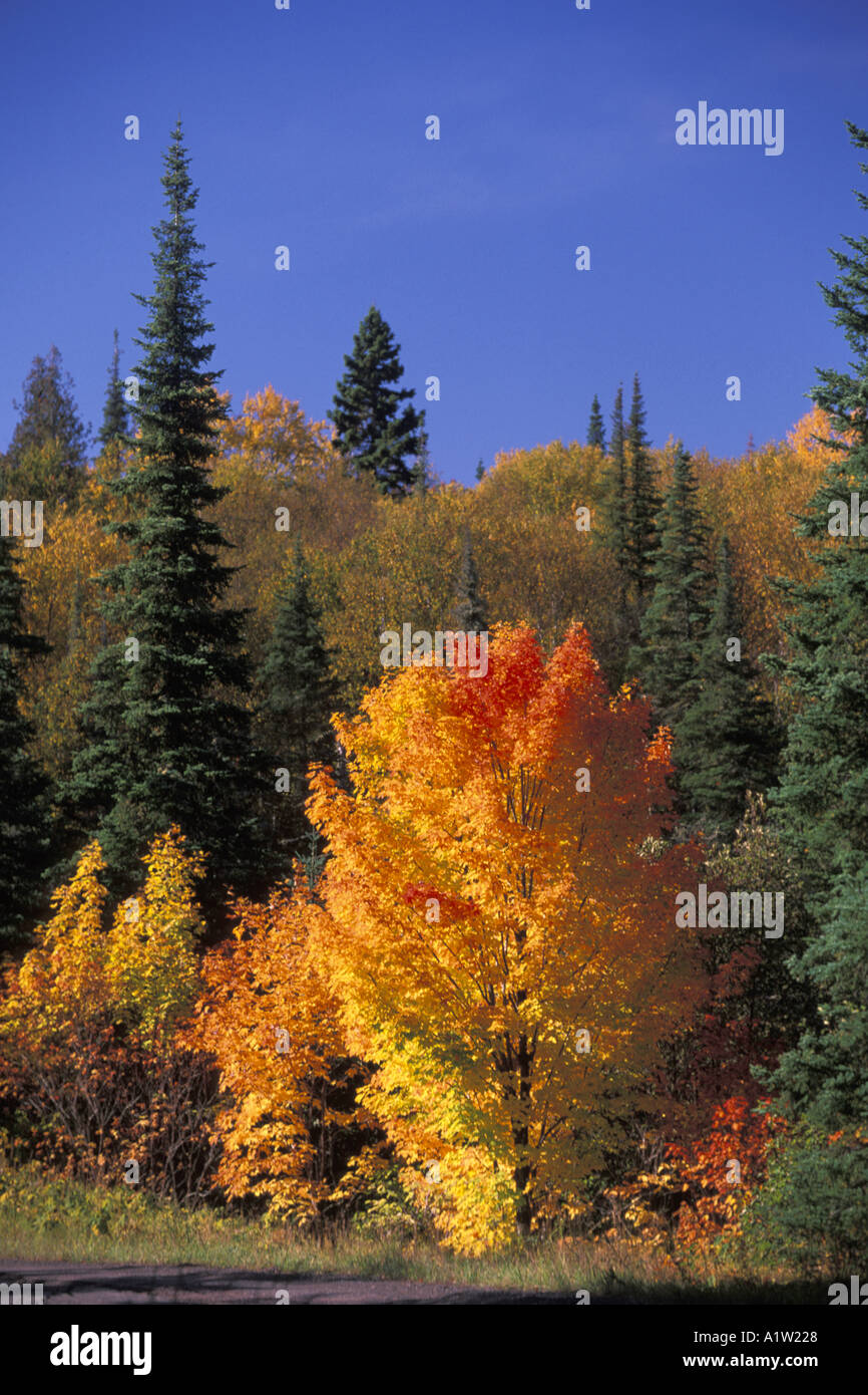 Flaming orange and red color colour on fall red maple tree Acer rubrum ...