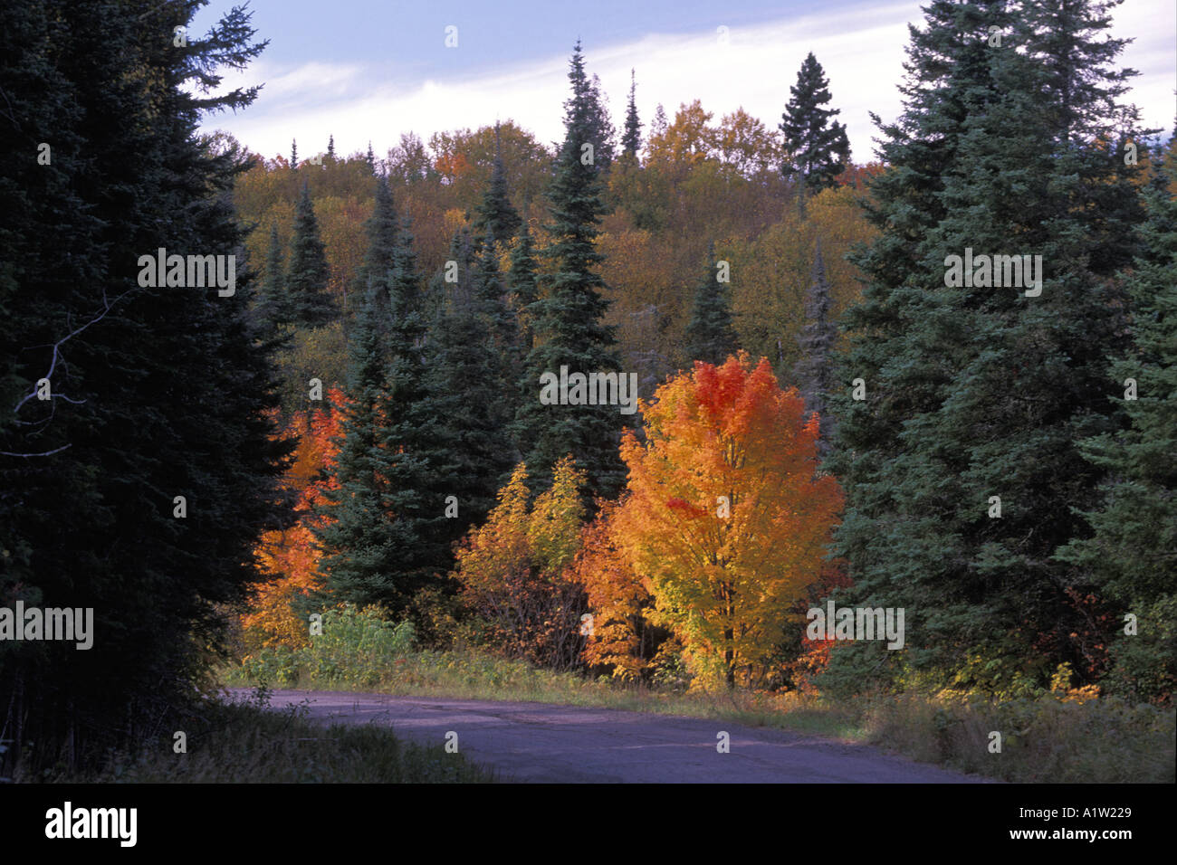Flaming orange and red color colour on fall red maple tree Acer rubrum ...