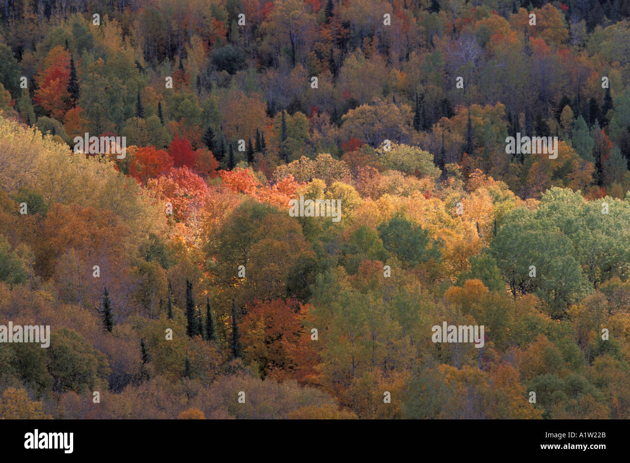 Fall colors on trembling quaking aspen Populus tremuloides poplar and ...
