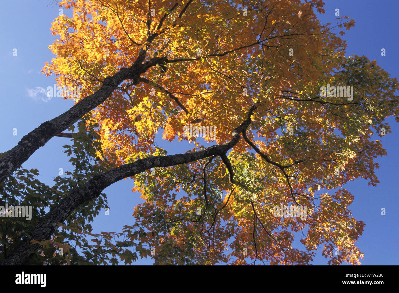 Fall colors on towering red maple Acer rubrum trees with yellow and ...