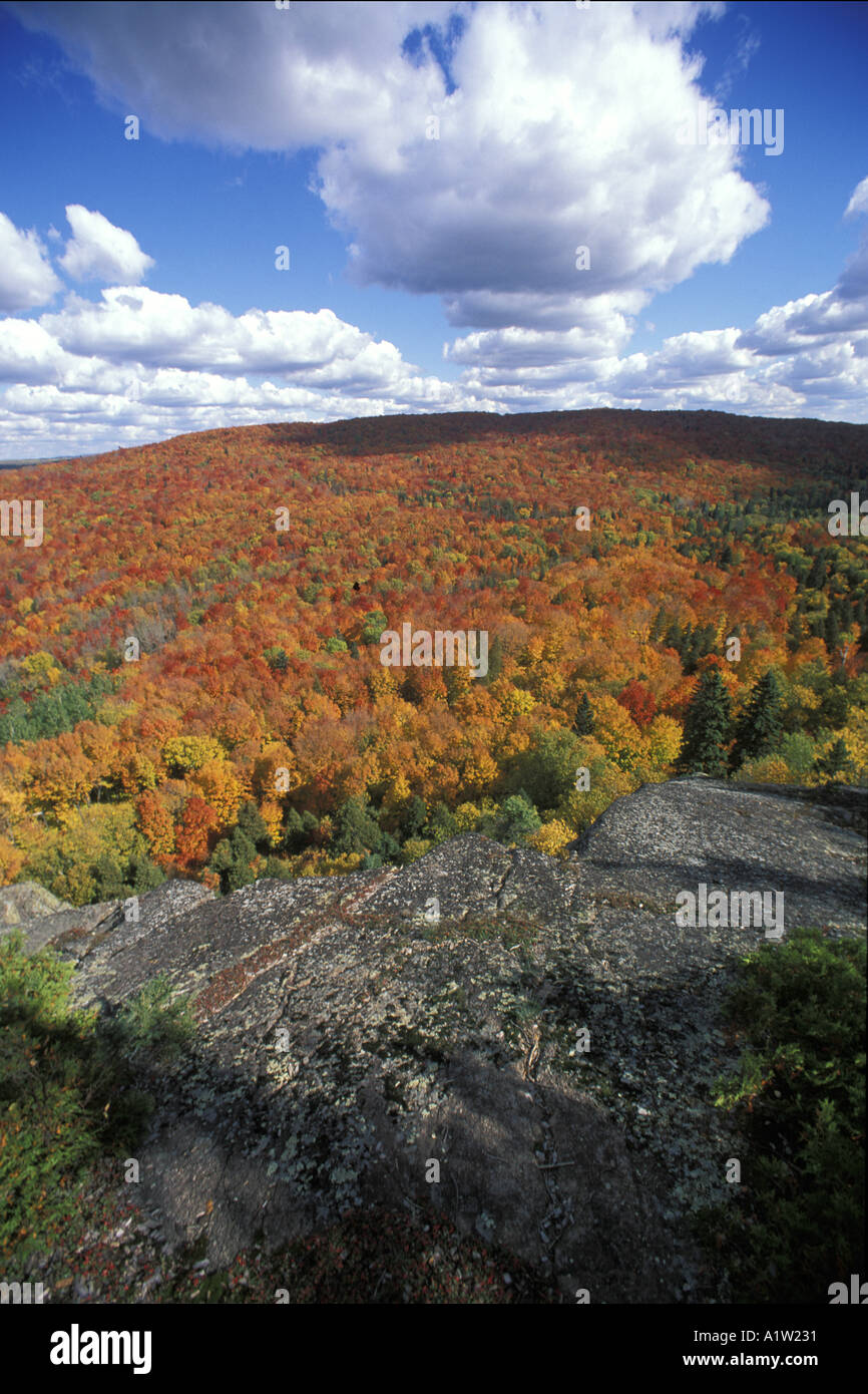 Fall colors on trembling quaking aspen poplar Populus tremuloides and ...
