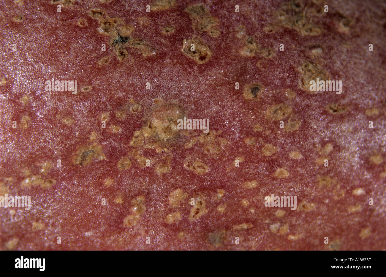 Potato cyst nematode Heterodera sp external feeding damage to potato ...