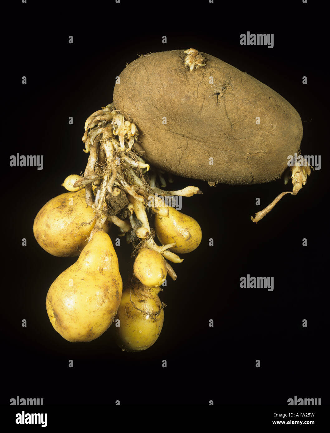 Secondary tuber growth caused by glyphosate phytotoxicity Stock Photo ...