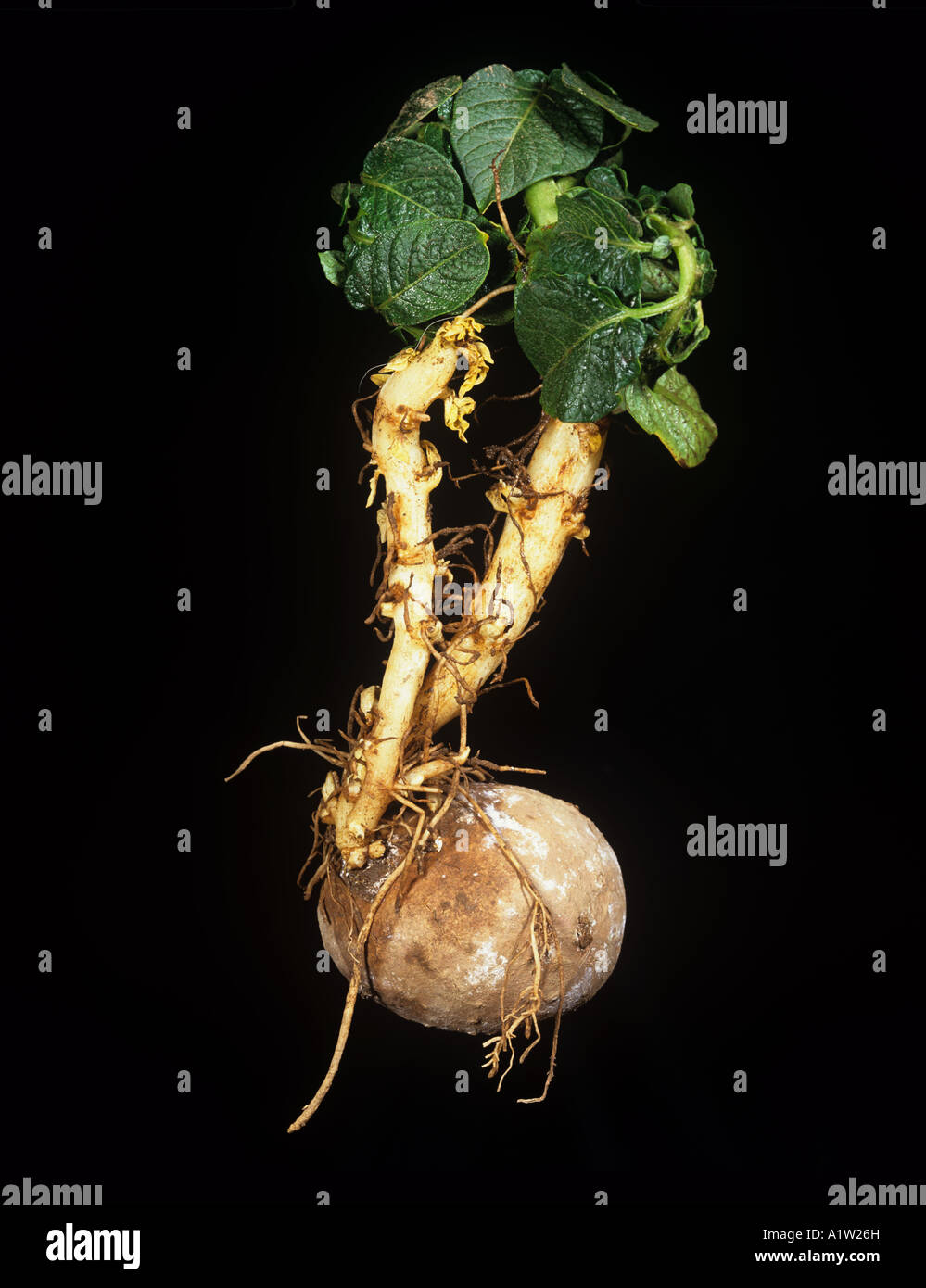 Damage to potato sprout from soil herbicide residue Stock Photo - Alamy