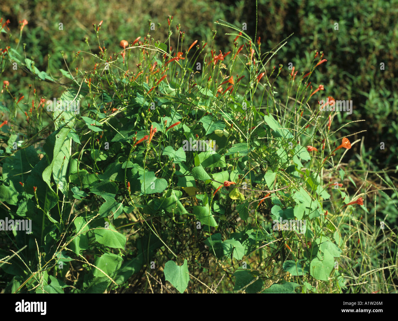 Small red morning glory Ipomoea coccinea flowering plant Stock Photo ...