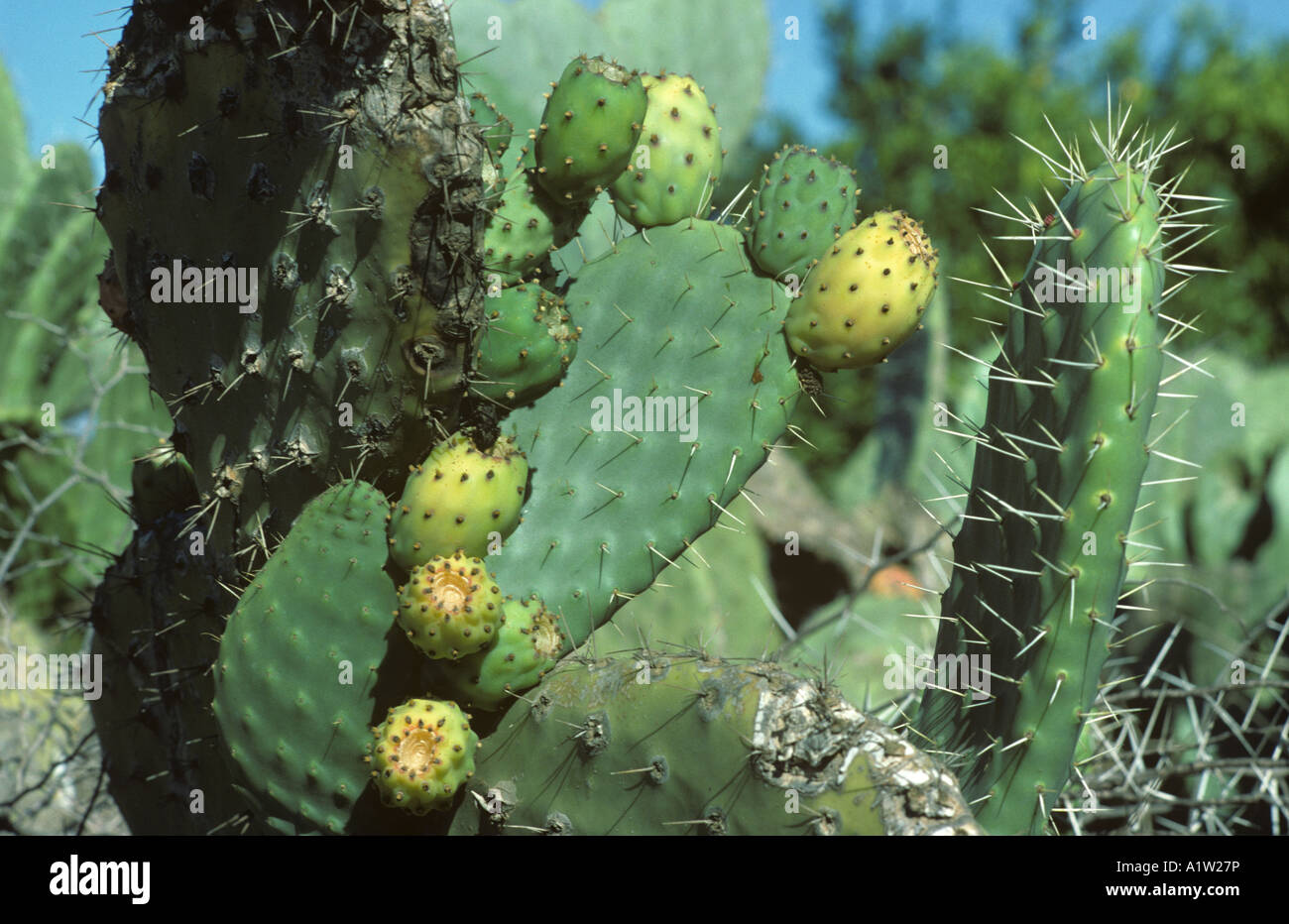 Prickly pear or Barbary fig Opuntia ficus indica fruit on the cactus ...