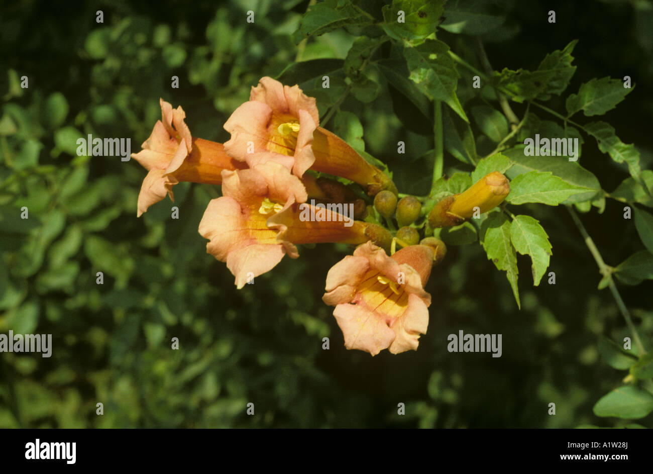 Trumpet creeper or trumpet vine (Campsis radicans) flowers Stock Photo ...