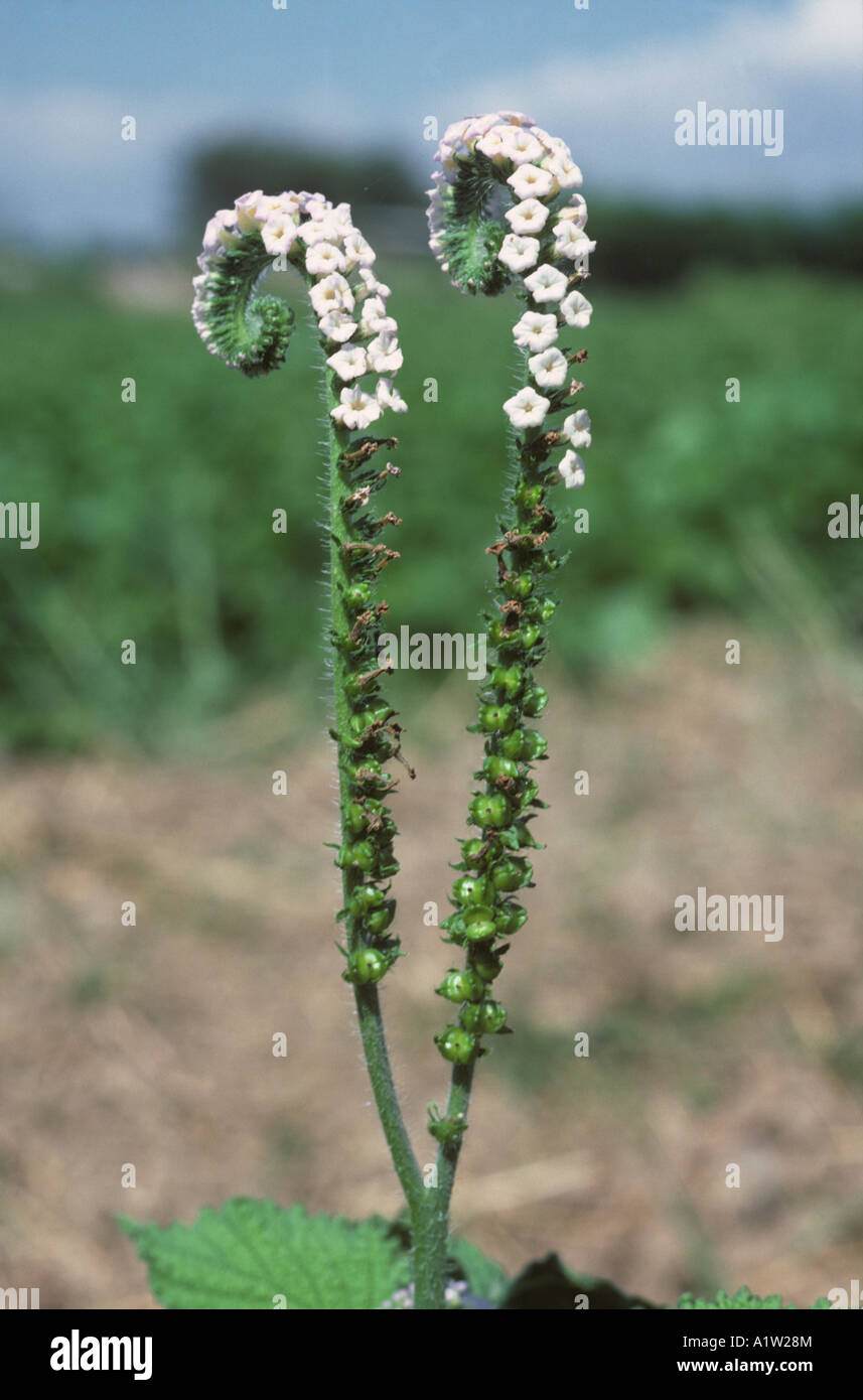 Indian turnsole hi-res stock photography and images - Alamy