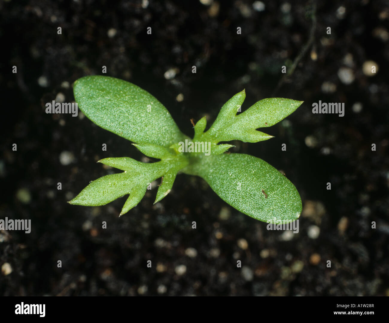 Scentless mayweed Matricaria perforata seedling cotyledons and first ...