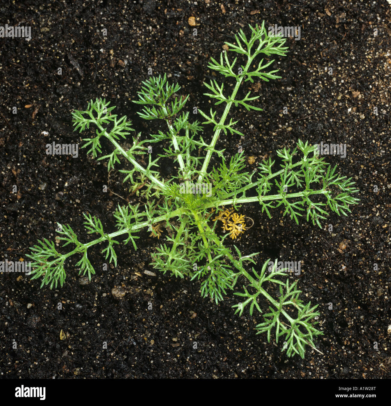 Scentless mayweed Matricaria perforata young plant leaf rosette Stock Photo - Alamy